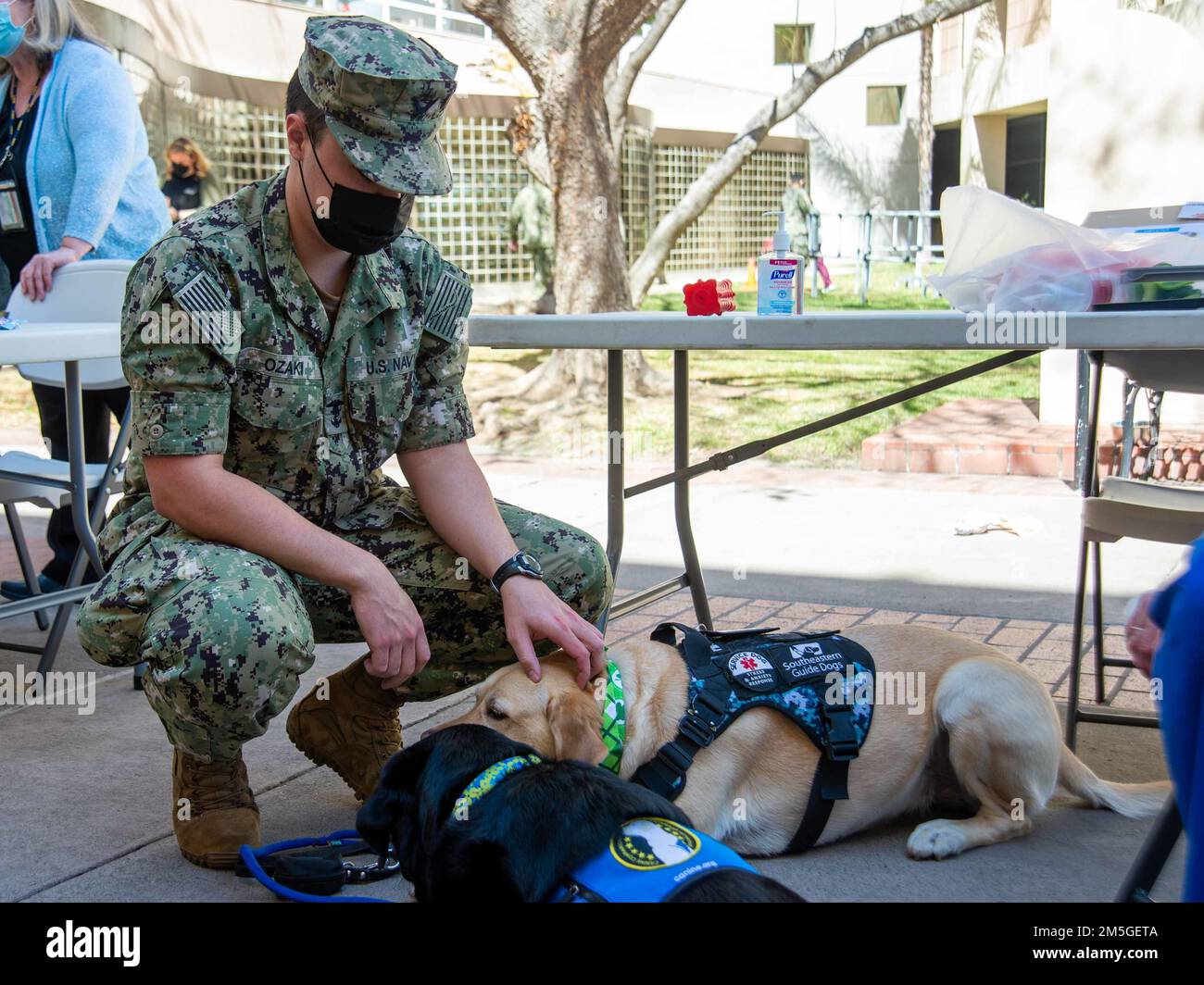 More 17 000 dogs hi-res stock photography and images - Alamy