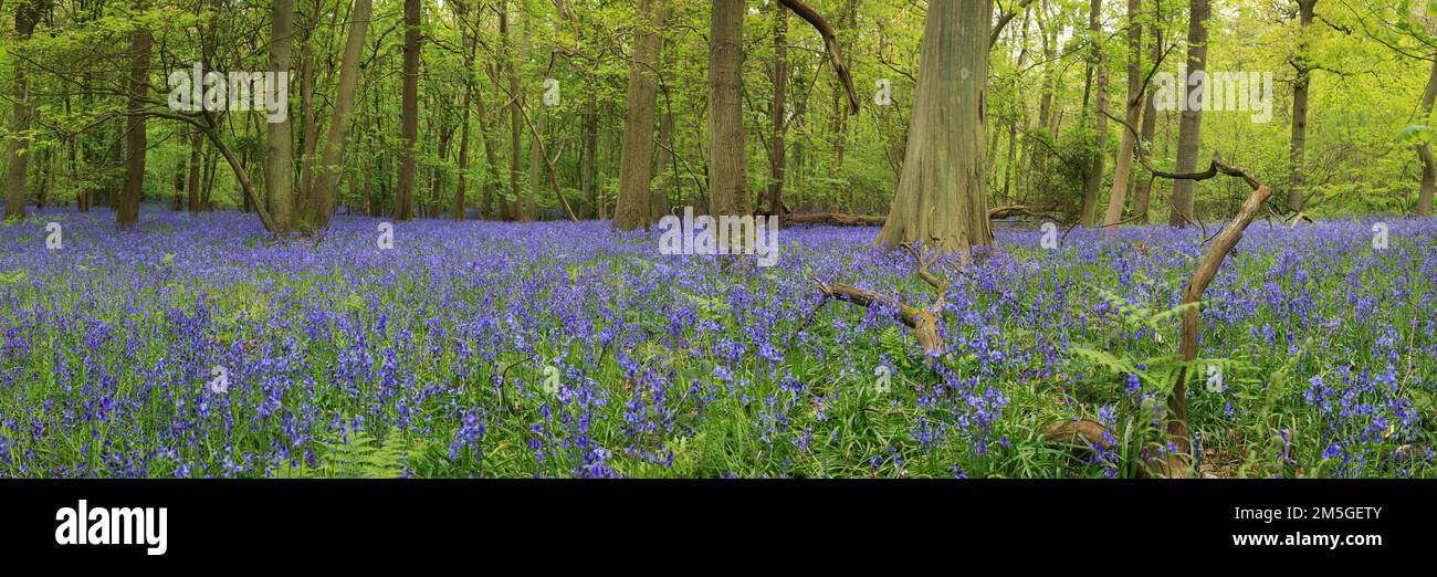 Panorama of a Bluebell Wood in England, fresh deciduous forest in ...