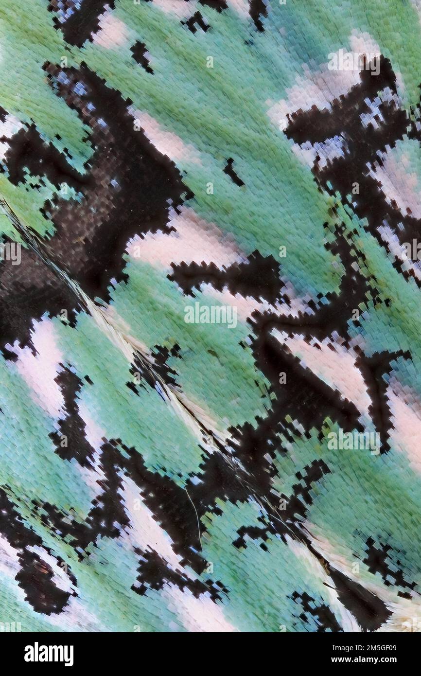 Detail of the contrasting black and white and green coloured and marked ...