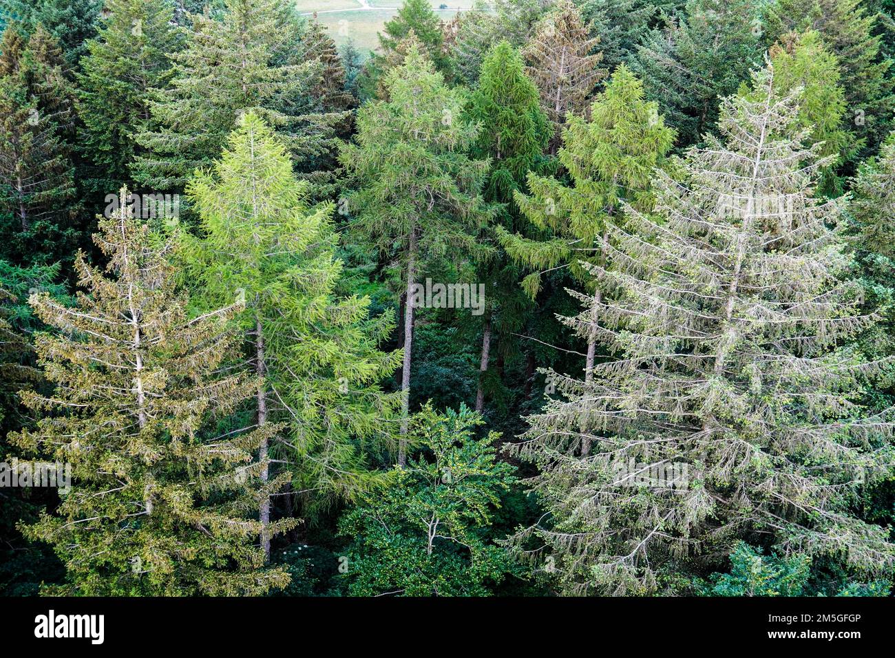 Aerial view of the forest Stock Photo - Alamy