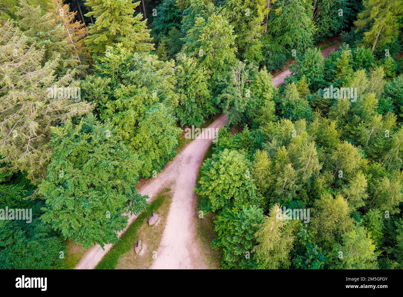 Aerial view of the forest with a path Stock Photo - Alamy
