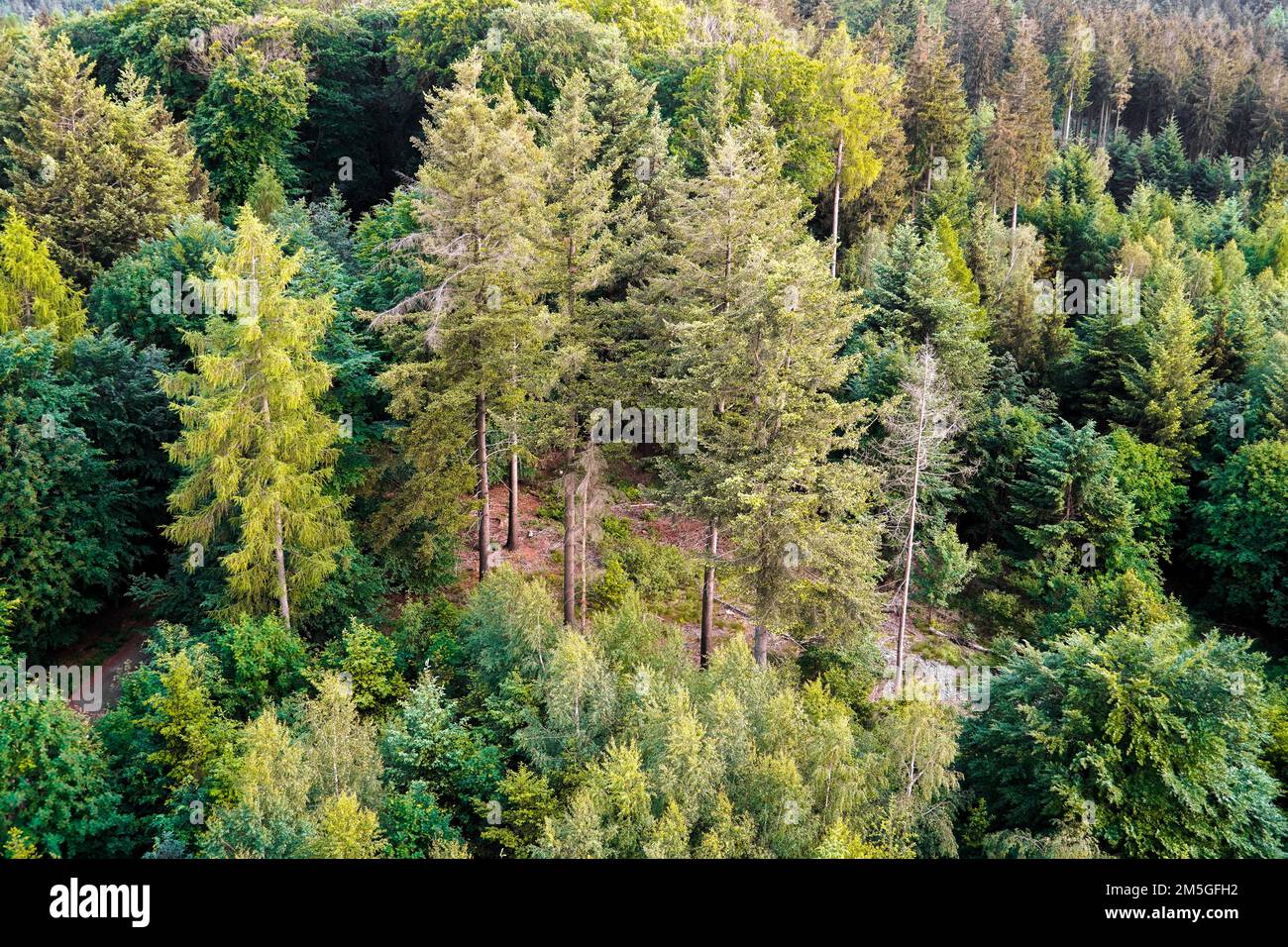 Aerial view of the forest Stock Photo - Alamy