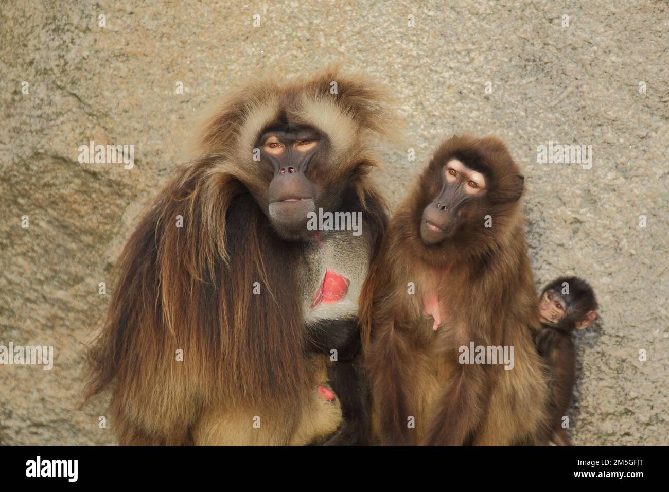 Three (Theropithecus gelada) jelada family, female, male and young ...
