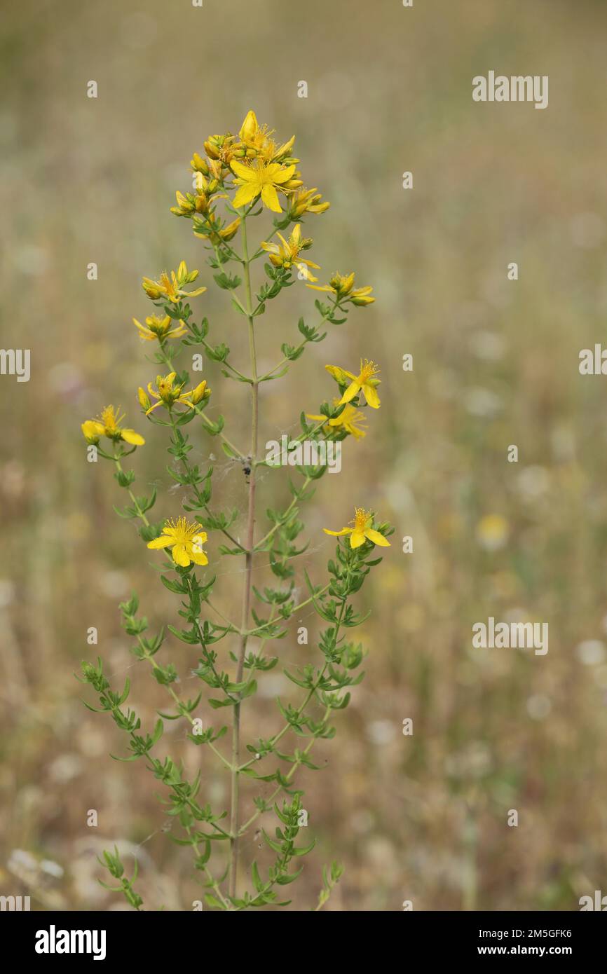 Common st john's wort (Hypericum perforatum), sowroot, Karlstadt ...