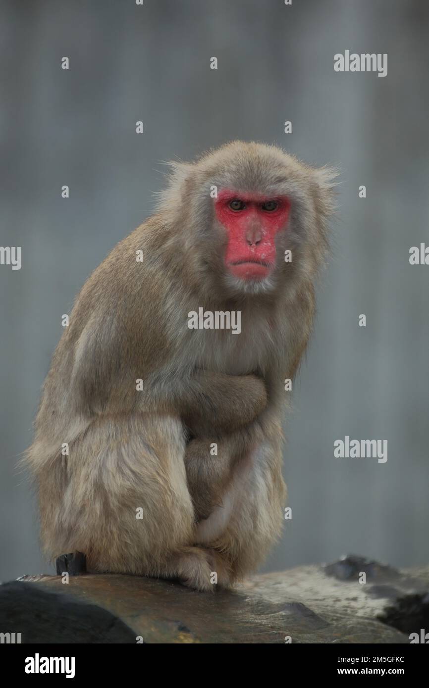 Japanese macaque (Macaca fuscata) with folded arms, captive Stock Photo ...