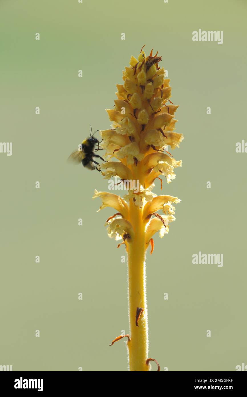 Bumblebee pollinating a yellow freckle (Orobanche lutea), pollination ...