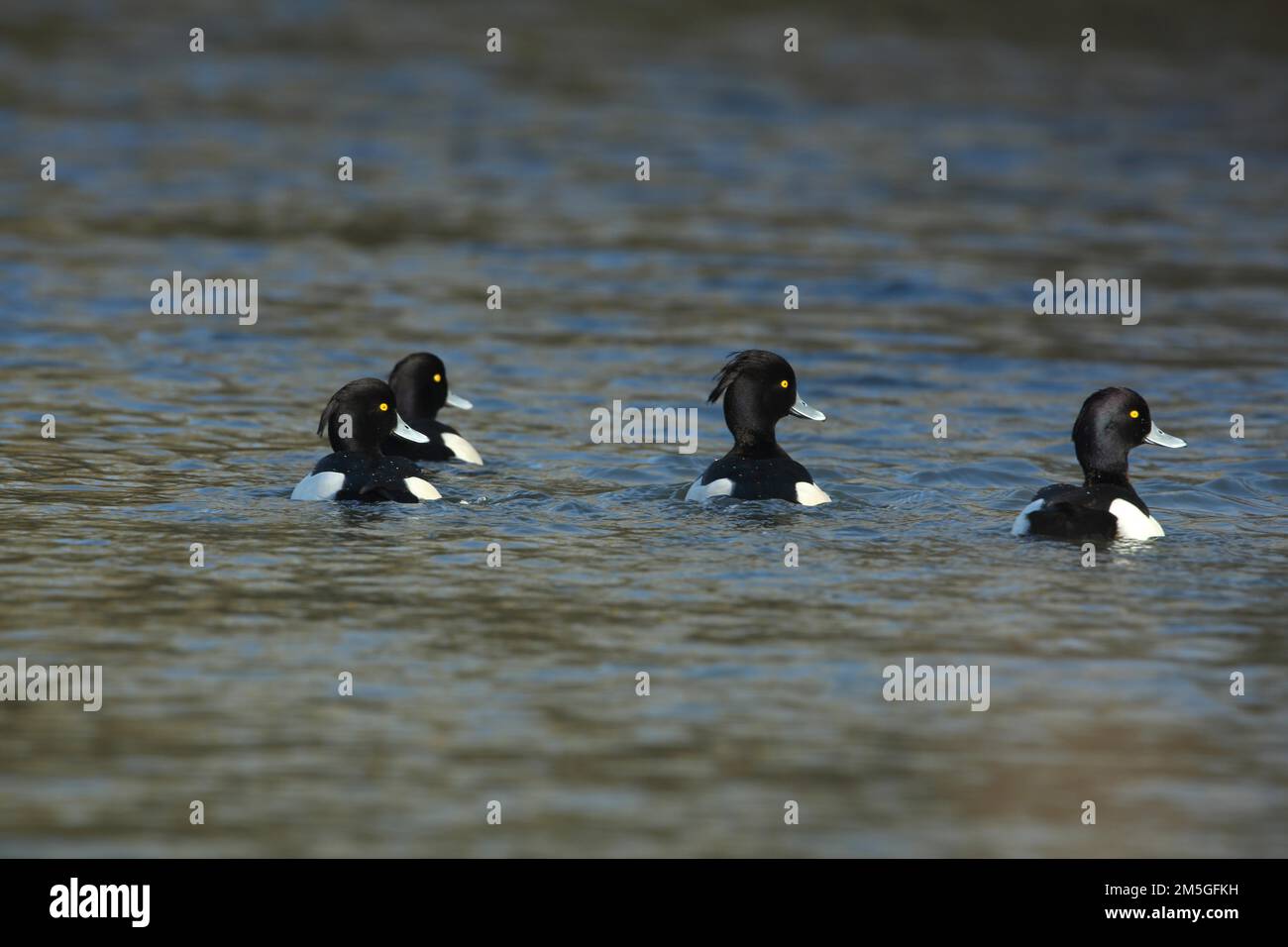 Four male swimming tufted duck (Aythya fuligula) looking in the same ...
