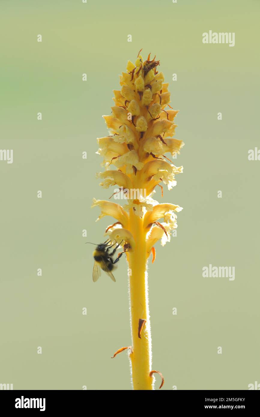 Bumblebee pollinating a yellow freckle (Orobanche lutea), pollination ...