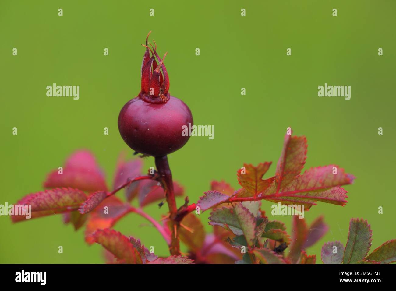 Red round fruit of french rose (Rosa gallica) on a branch with green ...