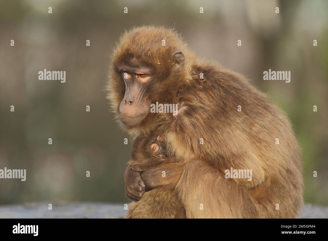 Baby animal with mother hi-res stock photography and images - Alamy
