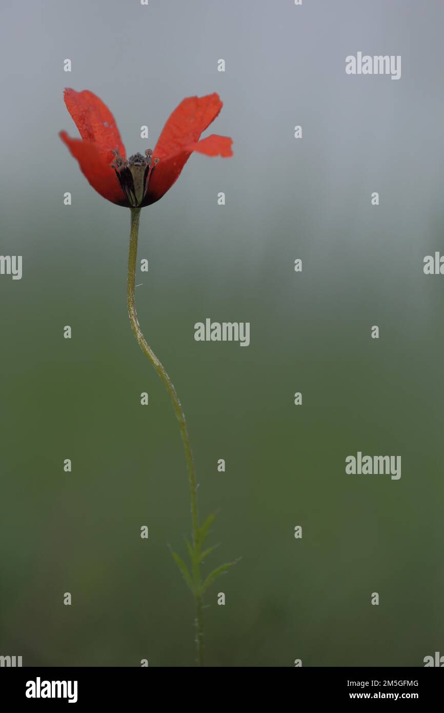 Summer pheasant's-eye (Adonis aestivalis) with stem, Adonis rose, red ...