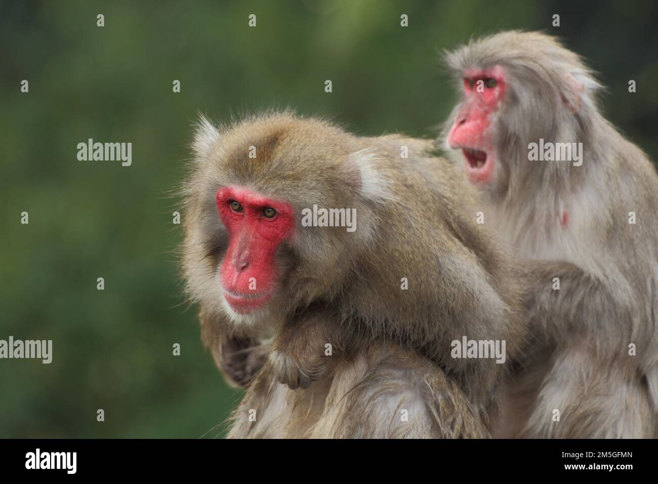 Two japanese macaque (Macaca fuscata) in portrait, captive Stock Photo ...