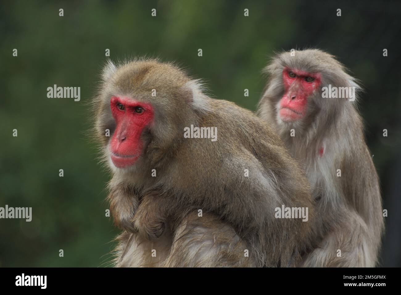 Two japanese macaque (Macaca fuscata) in portrait, captive Stock Photo ...