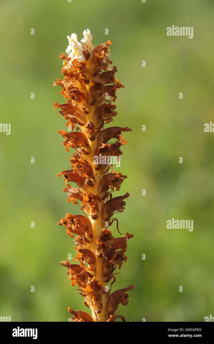 Orobanche lutea hi-res stock photography and images - Alamy