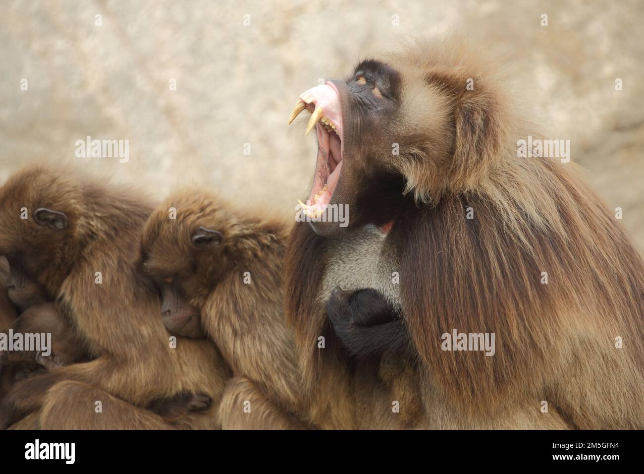 Male (Theropithecus gelada) jelada with dentition and teeth, open mouth ...