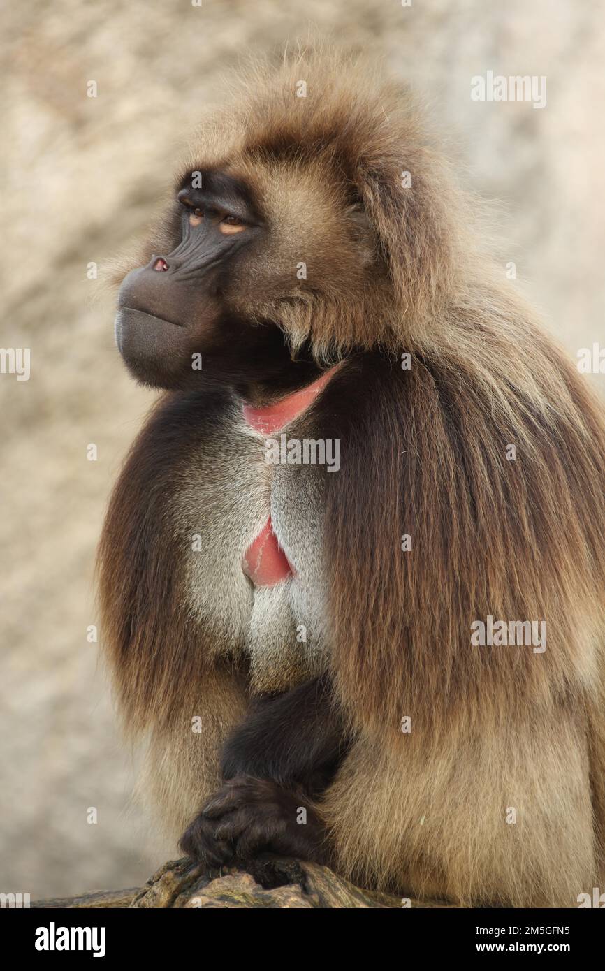 Male (Theropithecus gelada) jelada, captive Stock Photo - Alamy