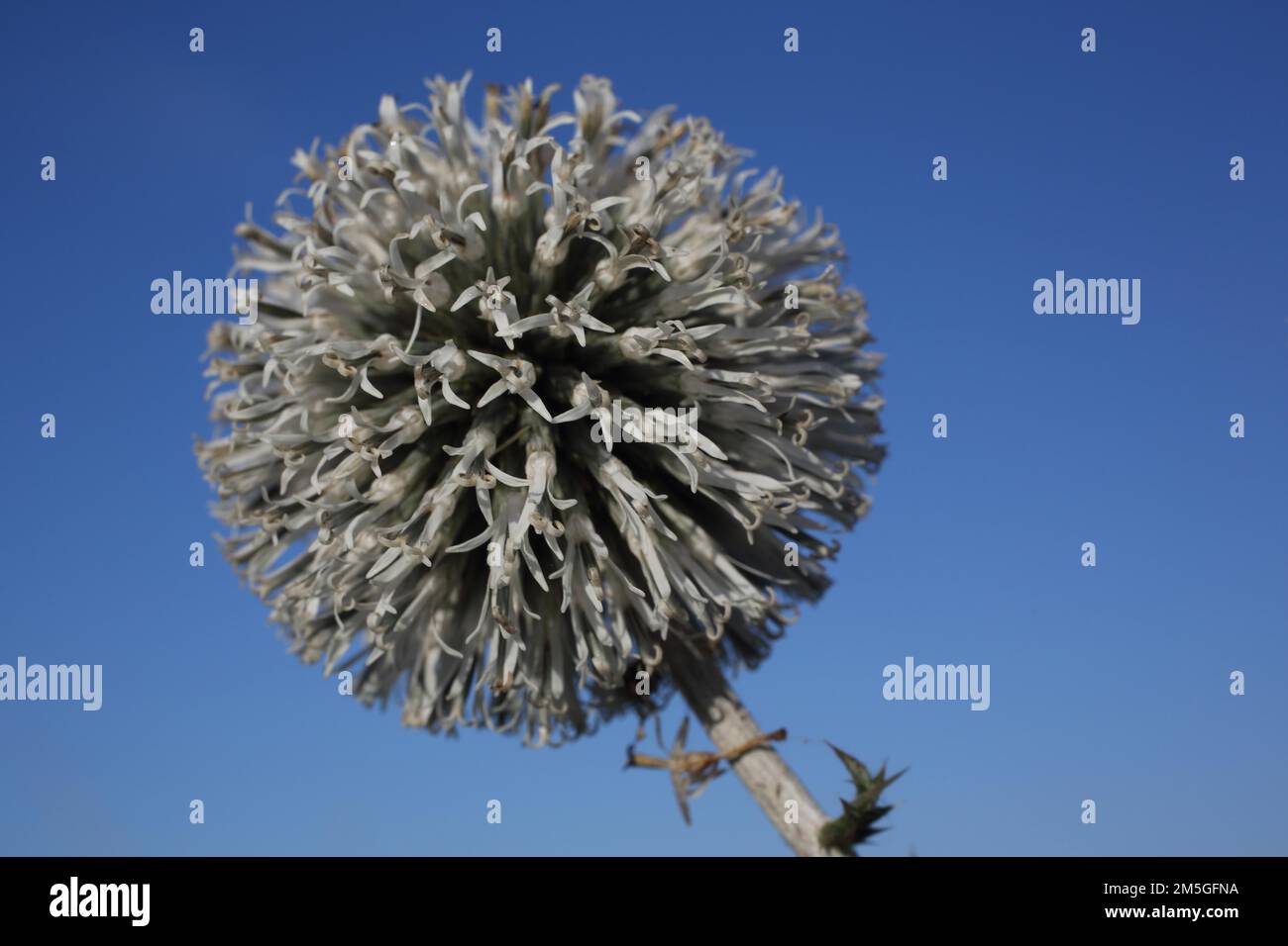 Detail of the spherical thistle (Echinops sphaerocephalus) with bizarre ...
