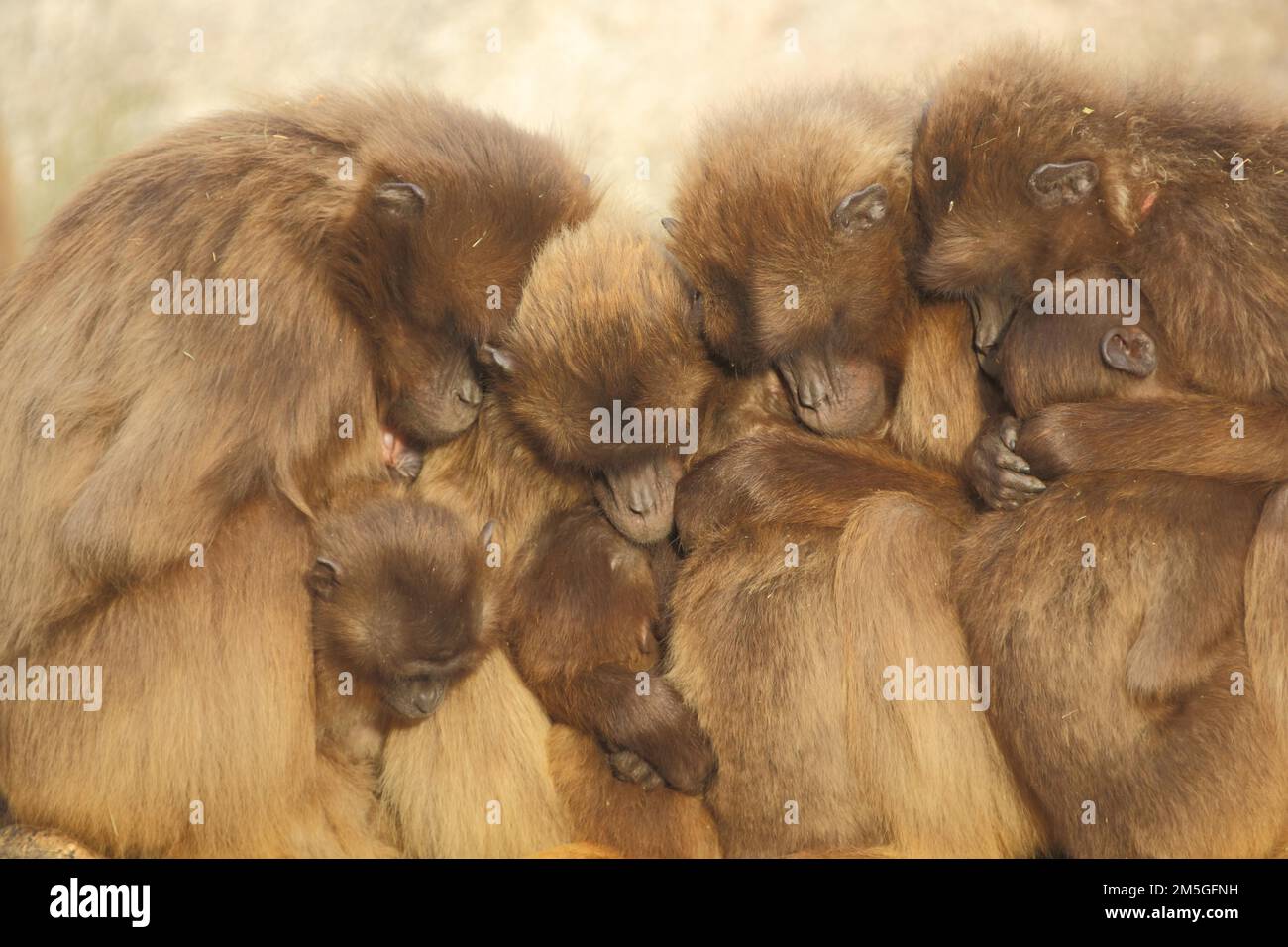 Group gelada baboon (Theropithecus gelada) crowded together during ...