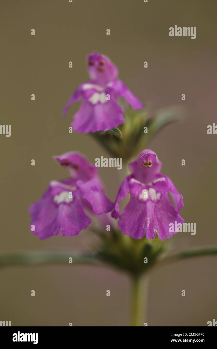 Three little angels flower figures at the galeopsis ladanum var ...
