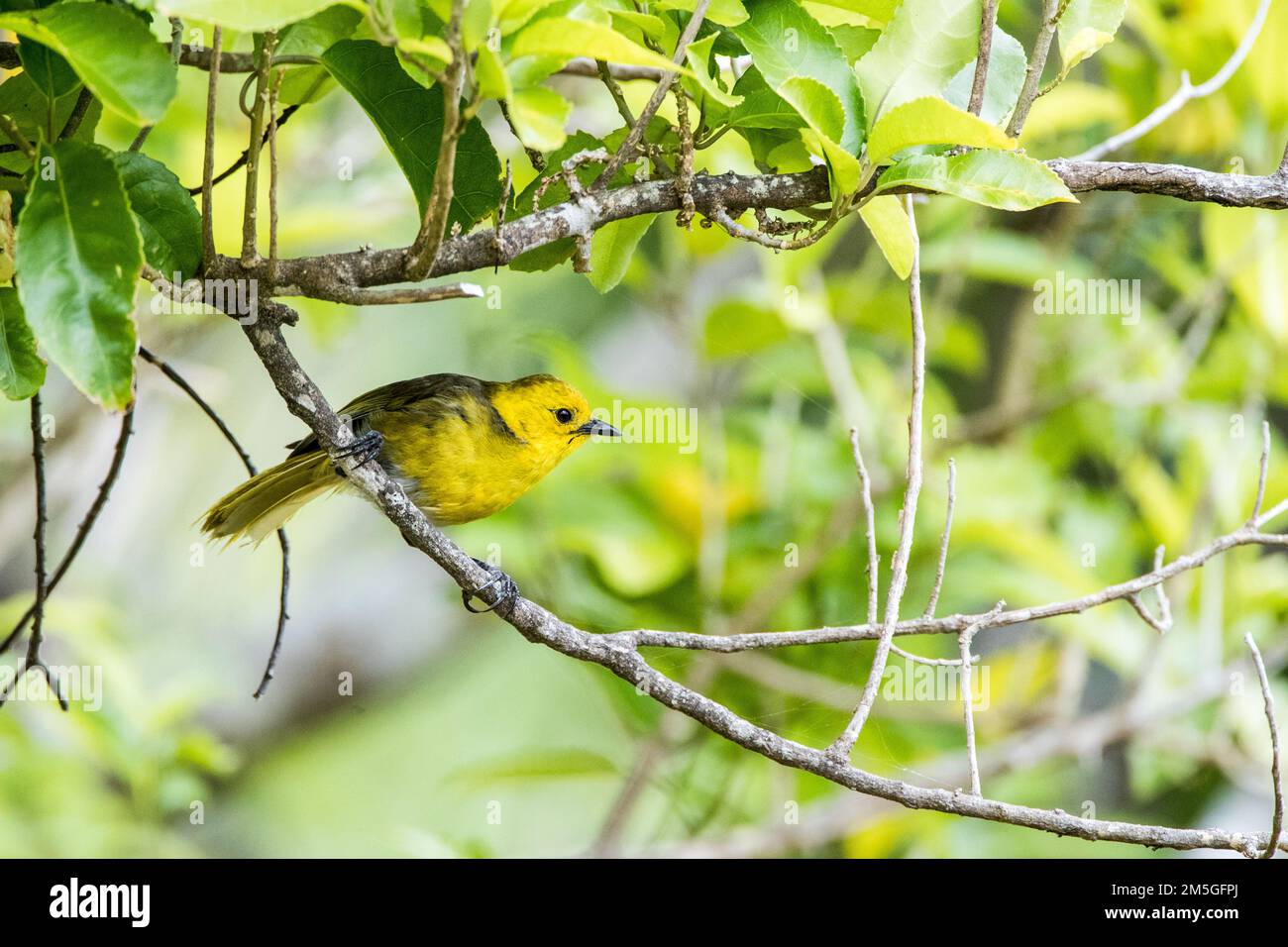 Yellowhead, Mohoua ochrocephala Stock Photo - Alamy