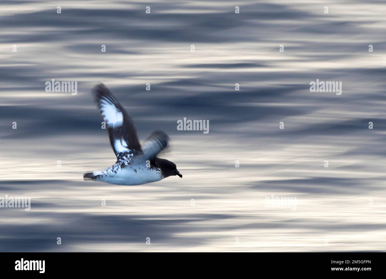 Cape Petrel (Daption capense australe) in flight with slow shutterspeed ...