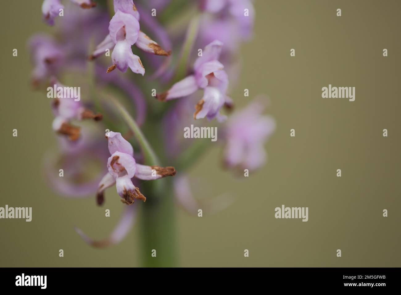 Detail of helmet orchid (Orchis militaris) with partly withered petals ...