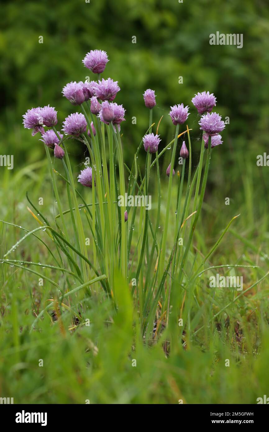 Perennial chive (Allium schoenoprasum) with dewdrops, flowering ...