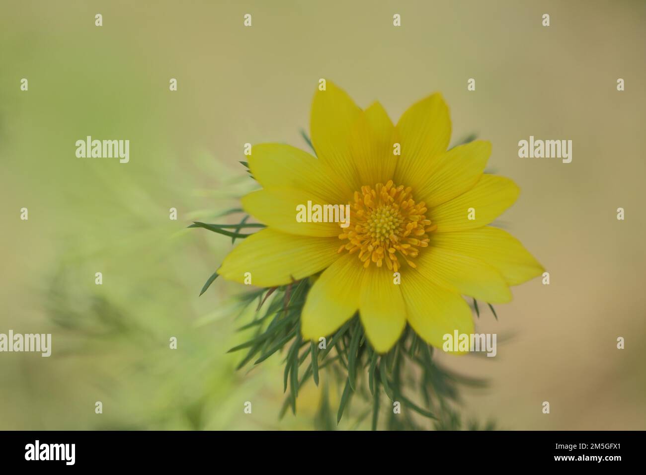Flower of pheasant's eye (Adonis vernalis) with pistil, spring Adonis ...