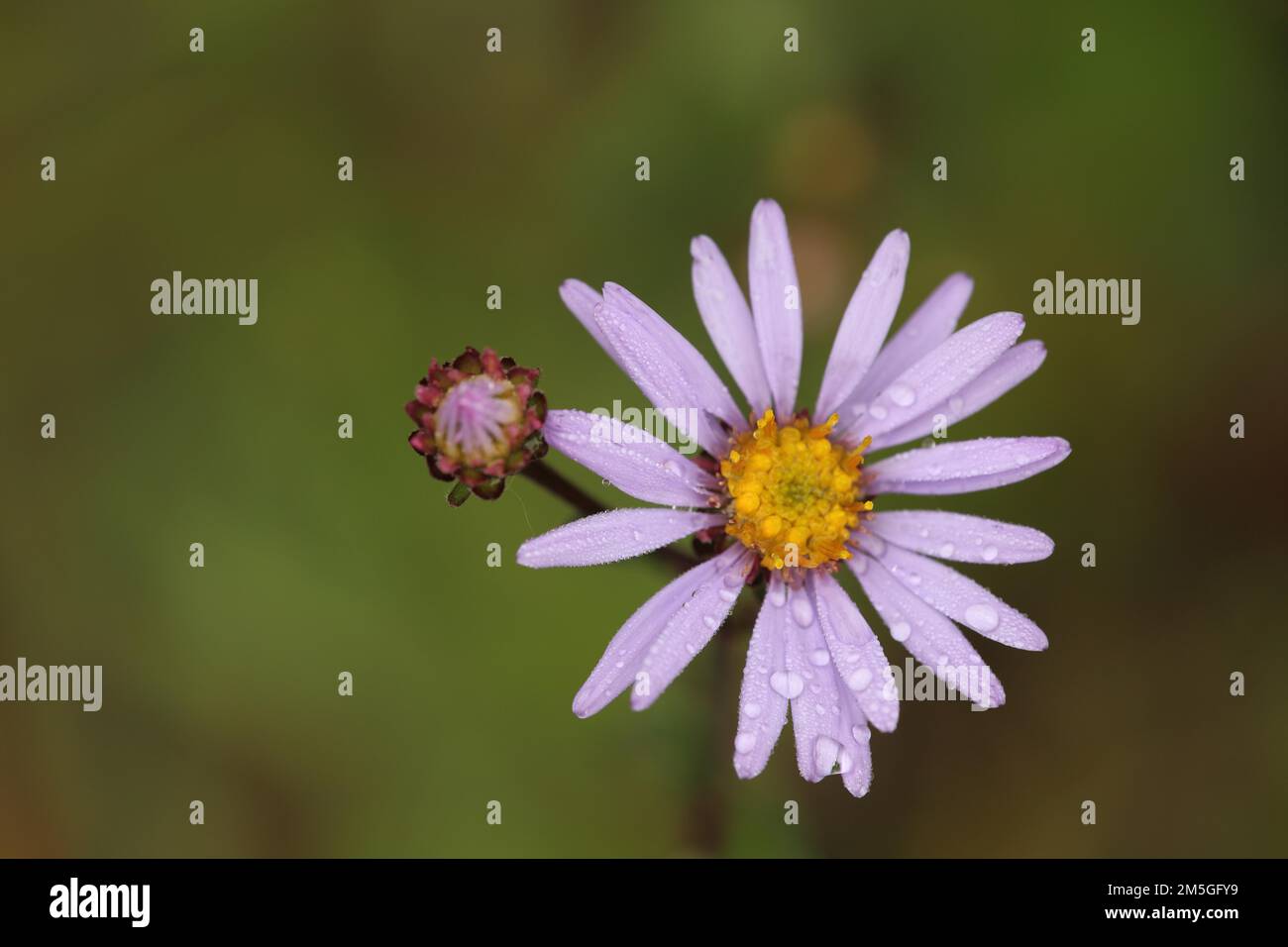 Flower and bud of european michaelmas daisy (Aster amellus) with water ...
