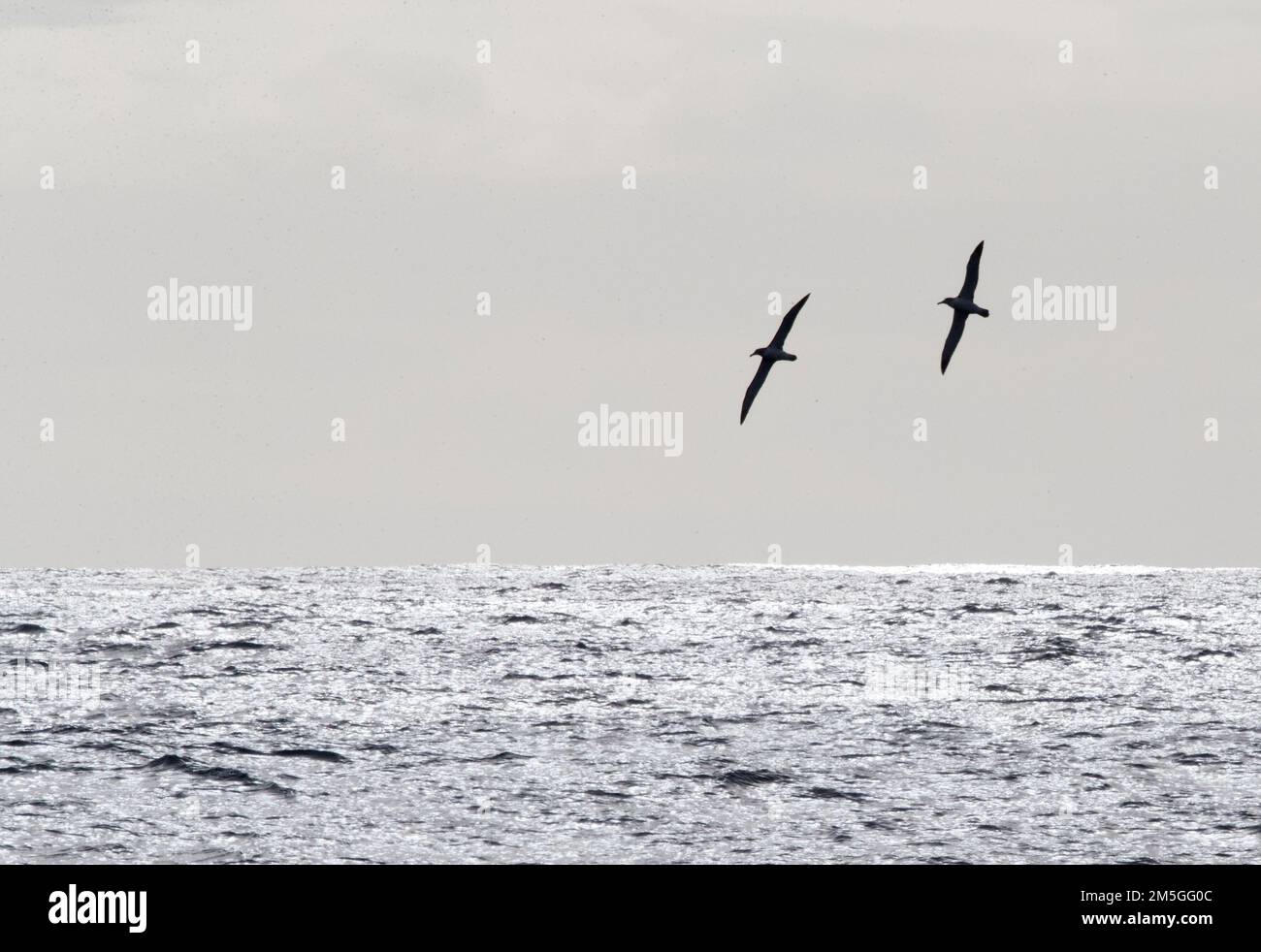 Salvin's Albatross (Thalassarche salvini) in flight over ocean between ...