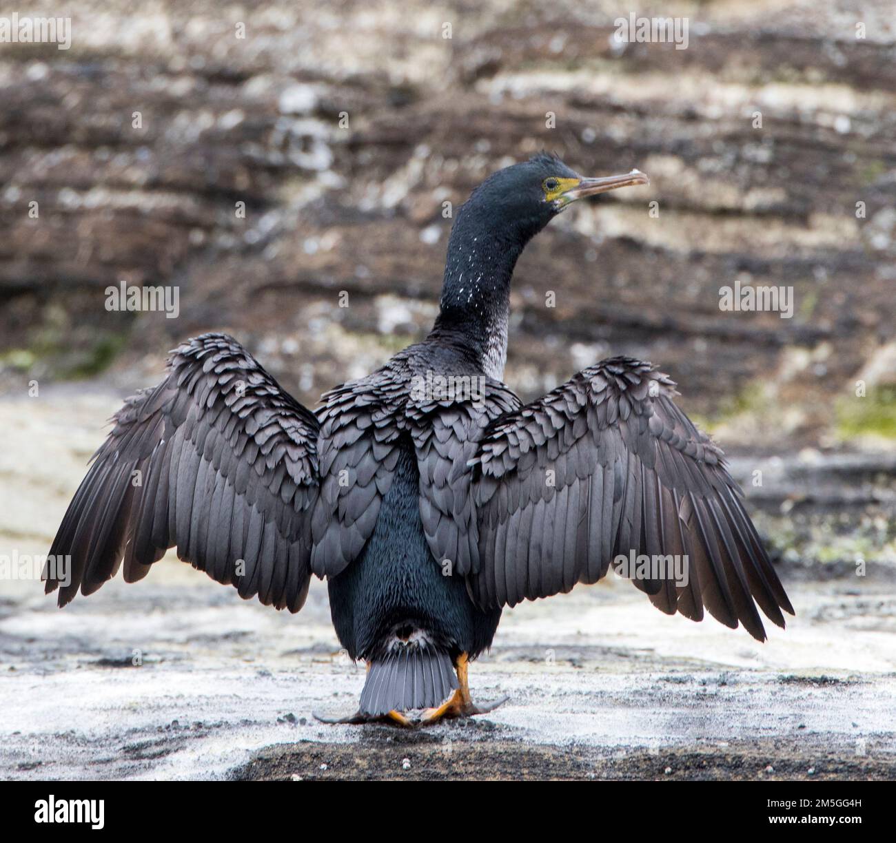 Endangered Pitt Shag (Phalacrocorax featherstoni) on the Chatham Islands, New Zealand. A nearly ...
