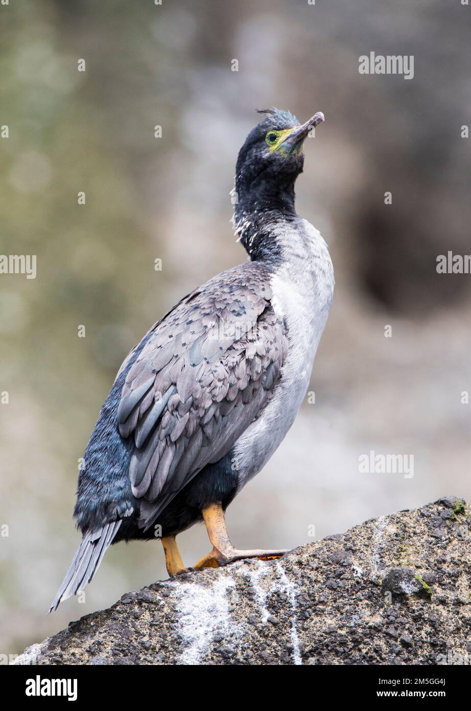 Endangered Pitt Shag (Phalacrocorax featherstoni) on the Chatham Islands, New Zealand. A nearly ...
