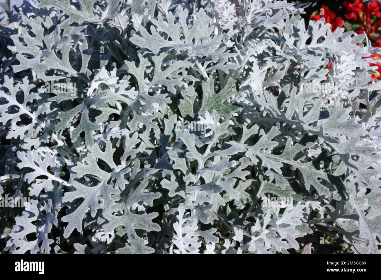 Dusty Miller (Senecio cineraria 'Silver Dust' Stock Photo - Alamy