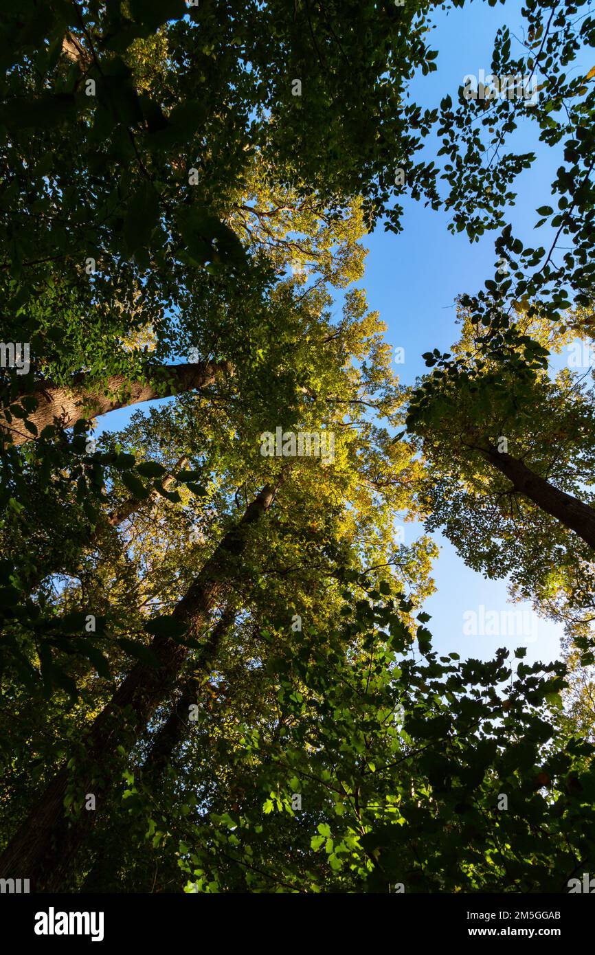 Wide angle view of trees at sunset from below. Nature background photo ...