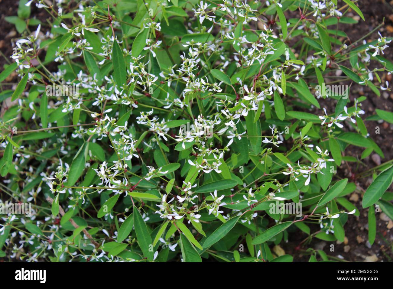 Graceful Spurge (Euphorbia hypericifolia 'Diamond Frost' Stock Photo ...