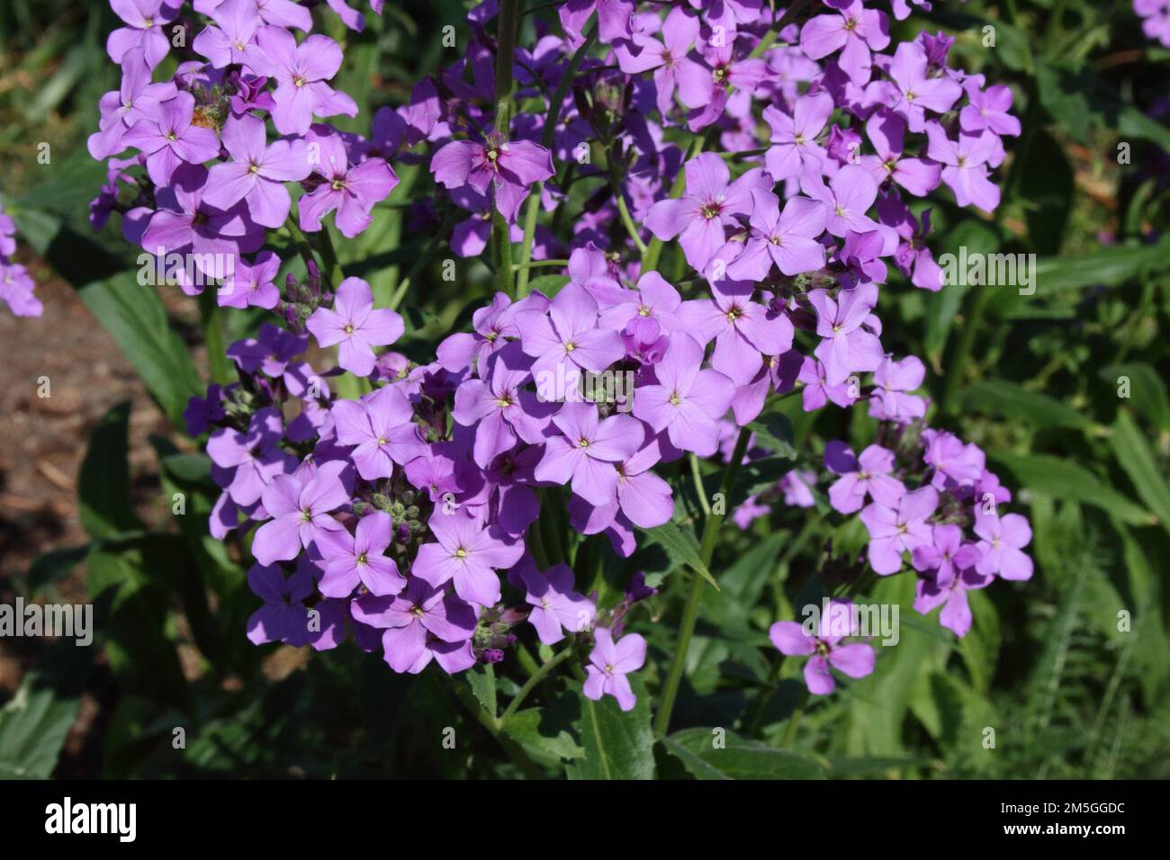 Flowers of Dame's Rocket (Hesperis matronalis Stock Photo - Alamy