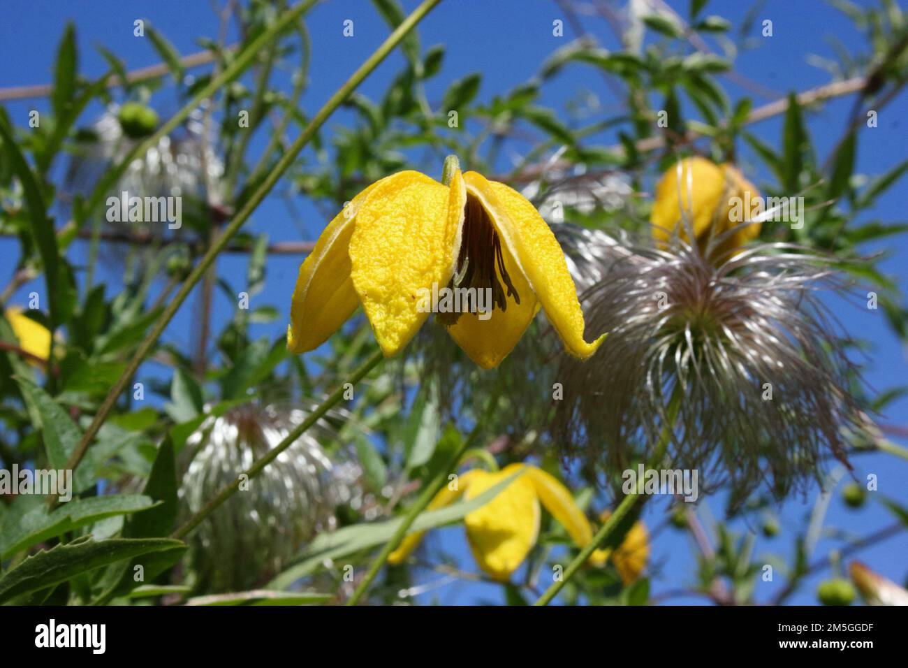 Flowers and seed heads of Golden clematis (Clematis tangutica Stock ...