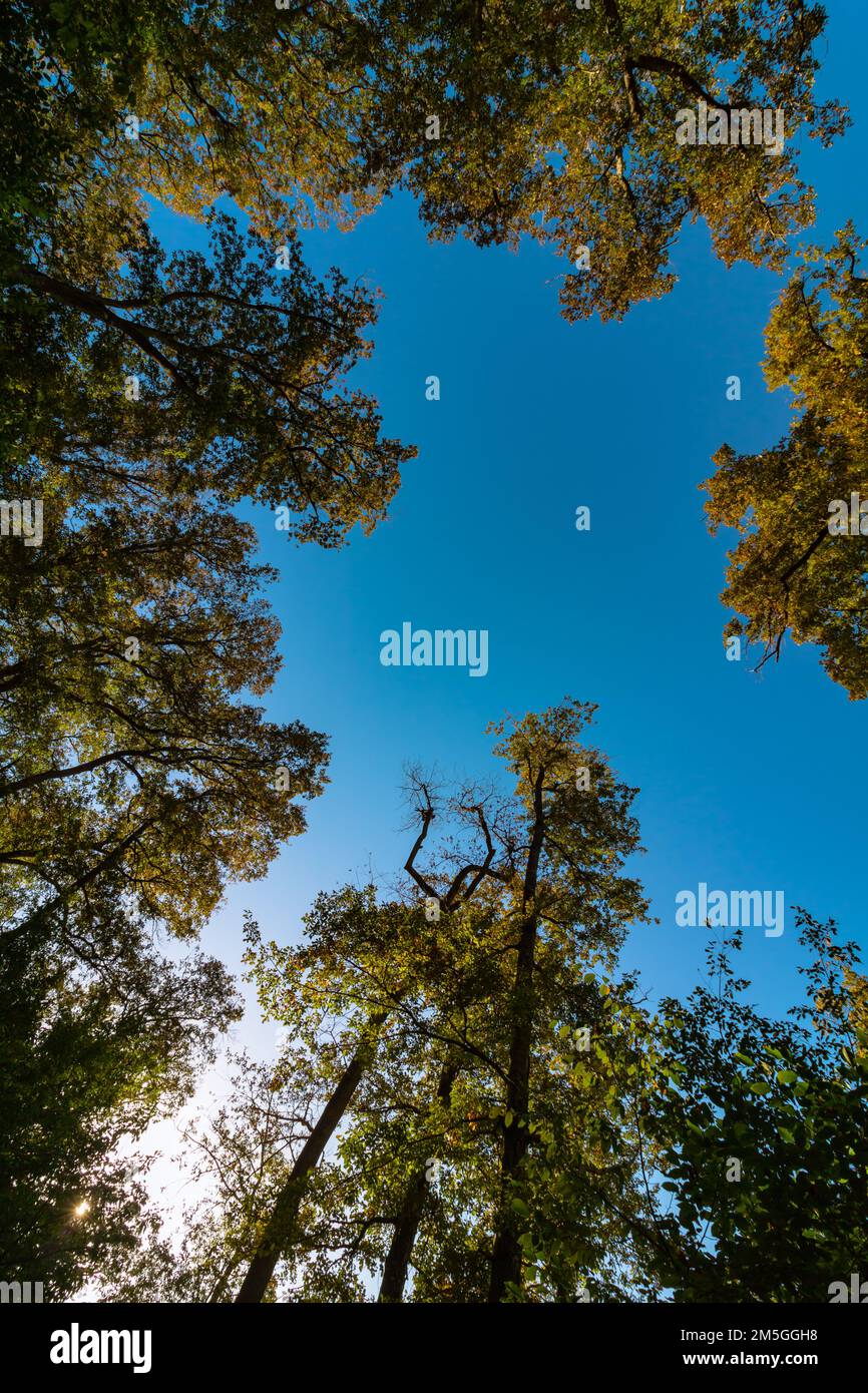 Tall trees and blue sky. Nature background photo from below. Earth Day ...