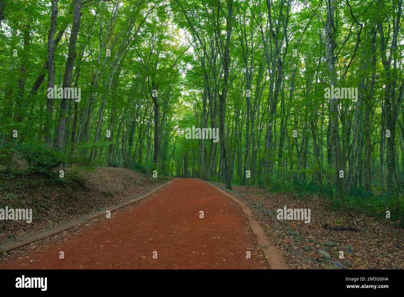 Trekking trail in the forest with tall trees. Belgrad forest in ...