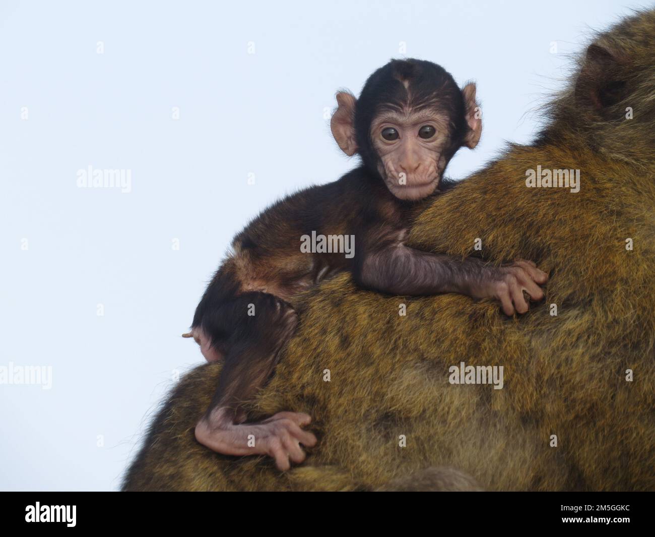 A close-up of a cute baby ape sitting on its mother's back looking ...