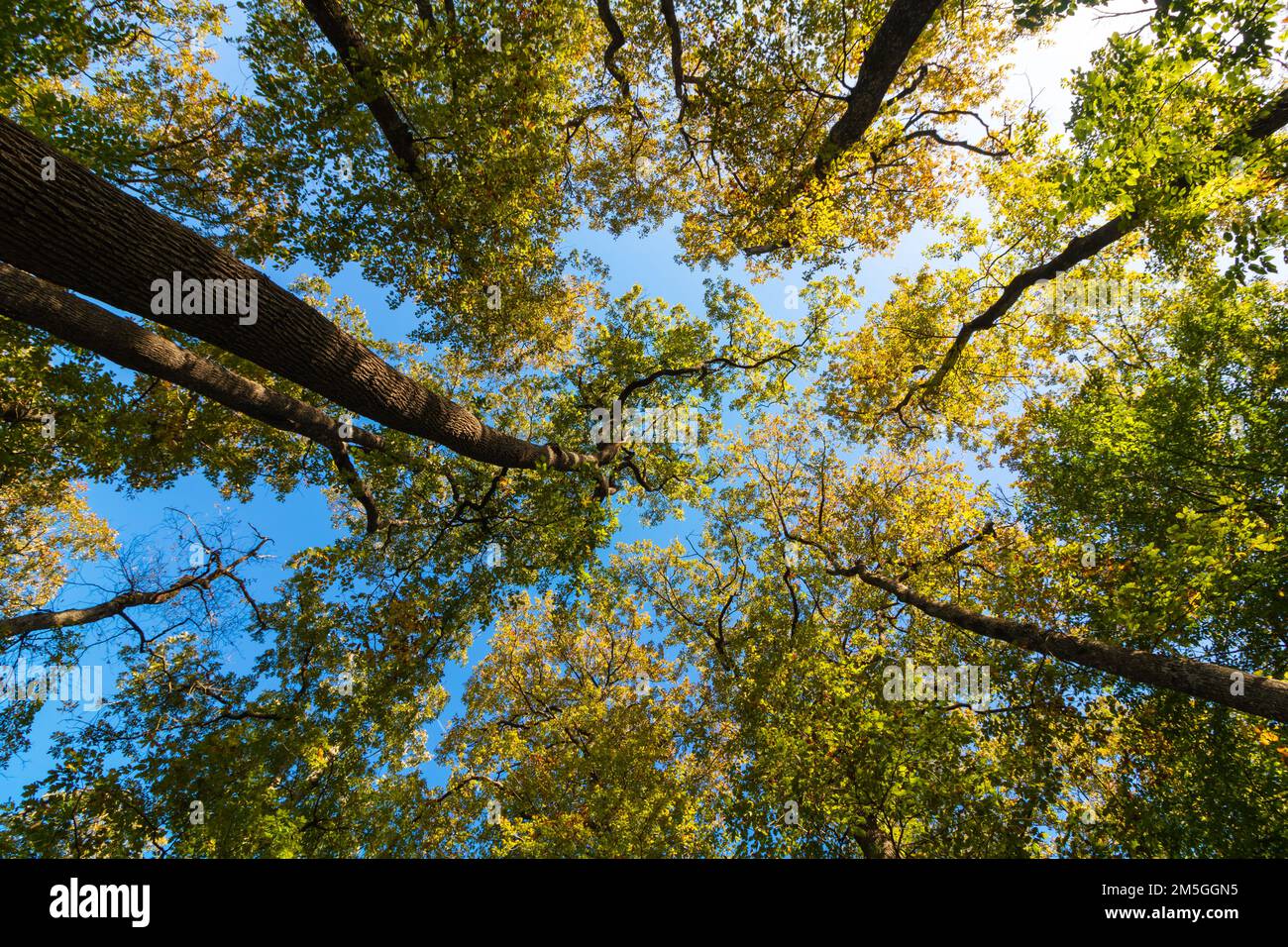 Wide angle view of tall trees from below. Nature or carbon net zero ...