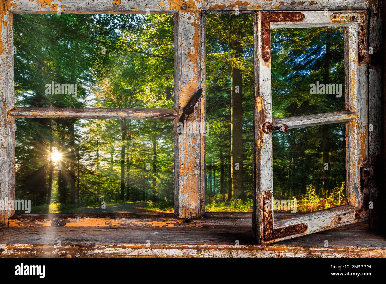 View from a wooden window in a dreamy forest Stock Photo - Alamy