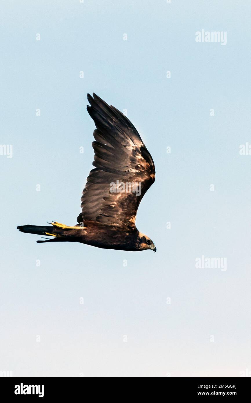 Western Marsh Harrier (Circus aeruginosus) on autumn migration along ...