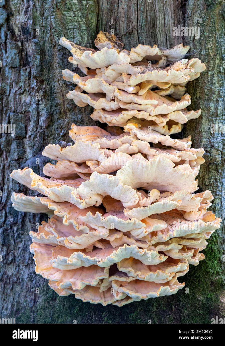 Large Chicken of the Woods fungus on a tree stump Stock Photo - Alamy