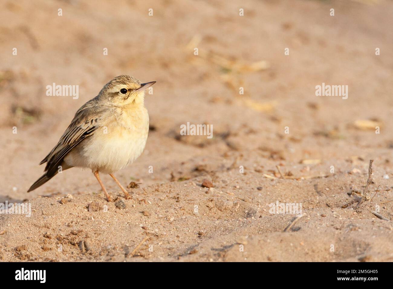 Adult Tawny Pipit (Anthus campestris) during spring migration in a ...