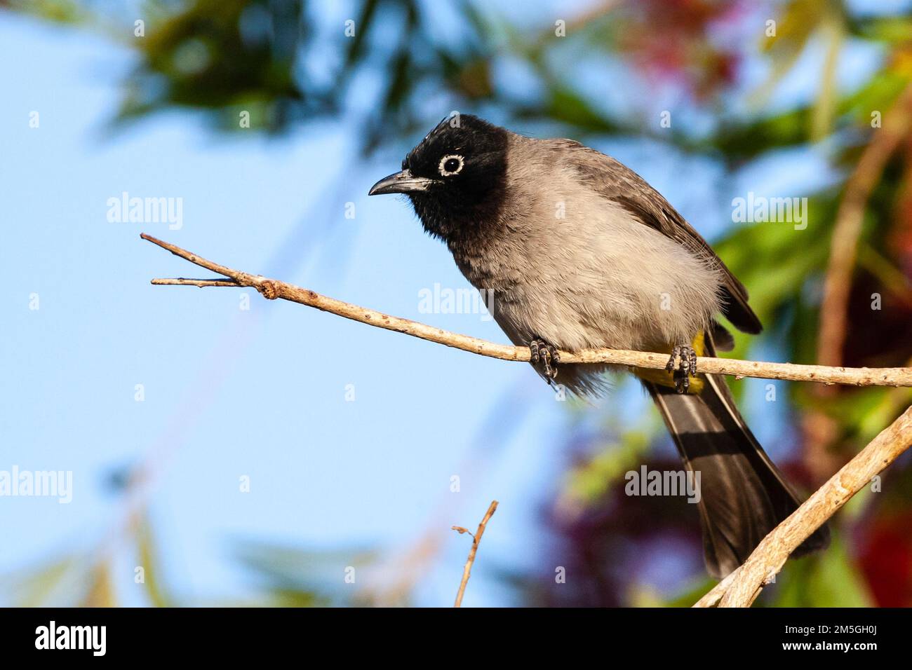 White-spectacled Bulbul (Pycnonotus xanthopy) in Israel Stock Photo - Alamy