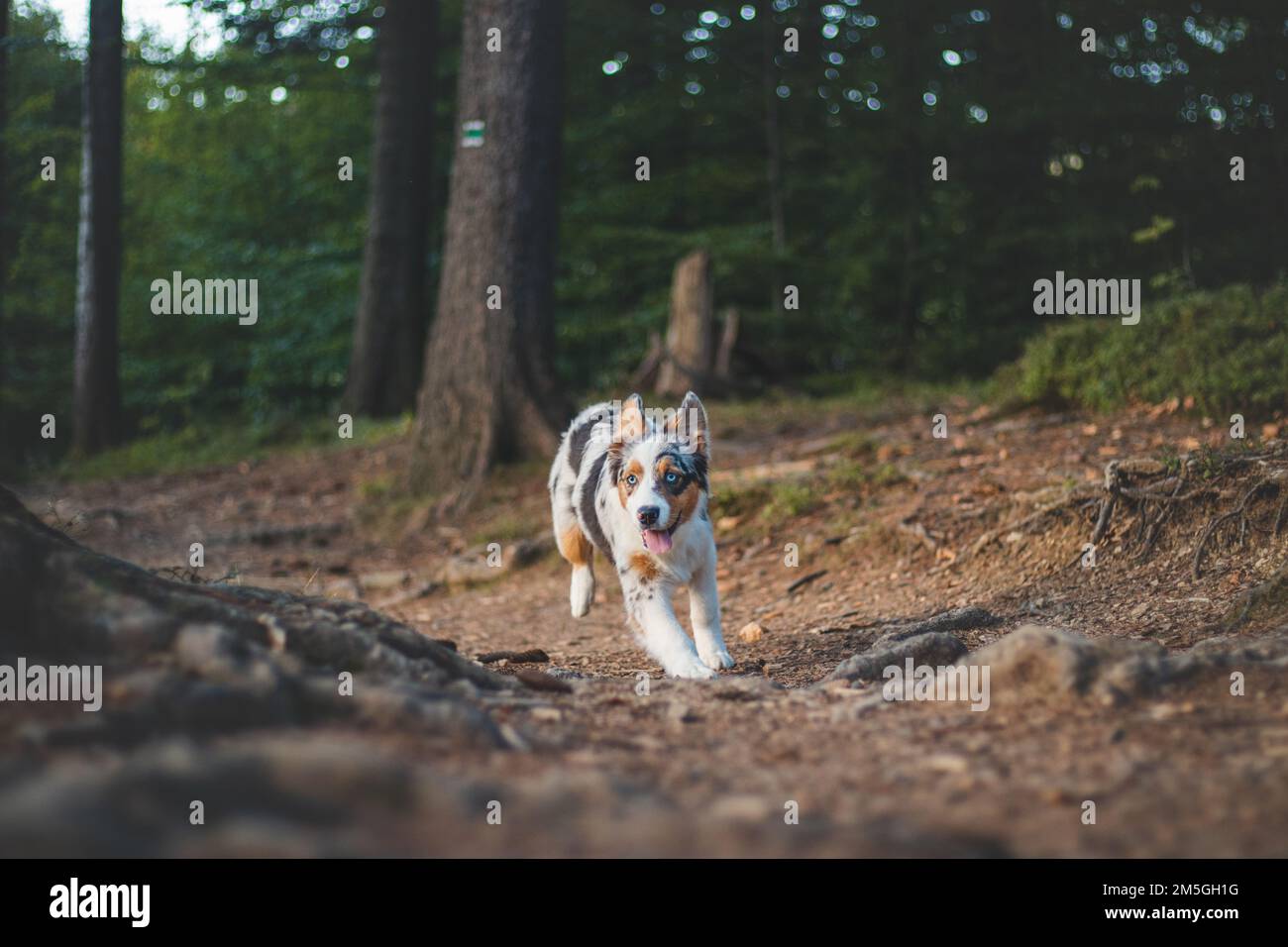 Four Legged Animals Running