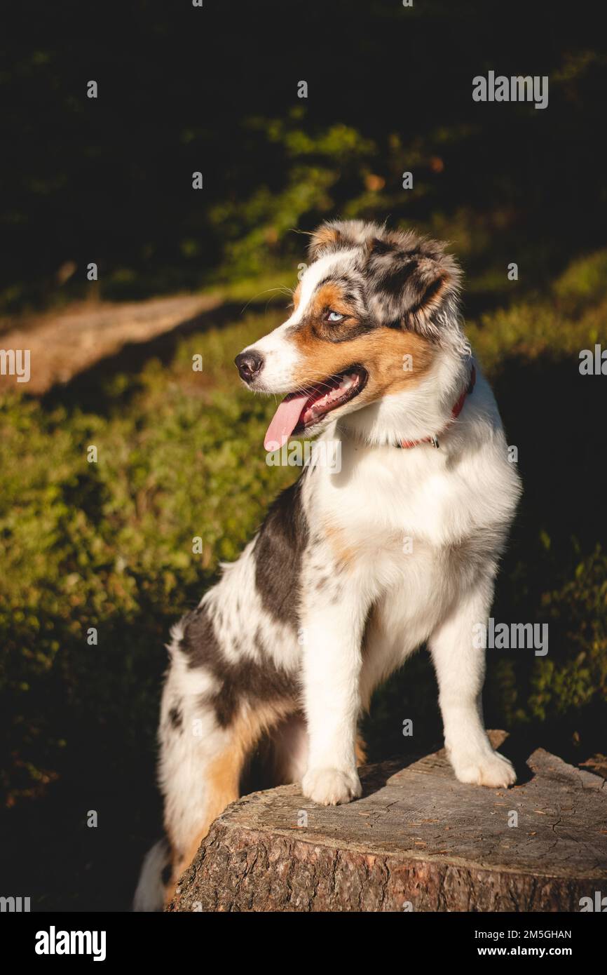 Candid portrait of an Australian Shepherd puppy dog on a walk in the ...