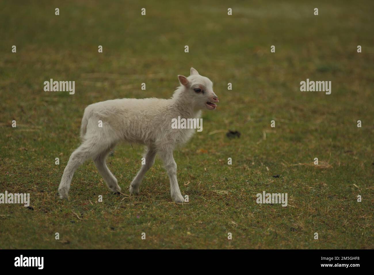 Young domestic sheep (Ovis orientalis aries), lamb, cry, run, walk ...