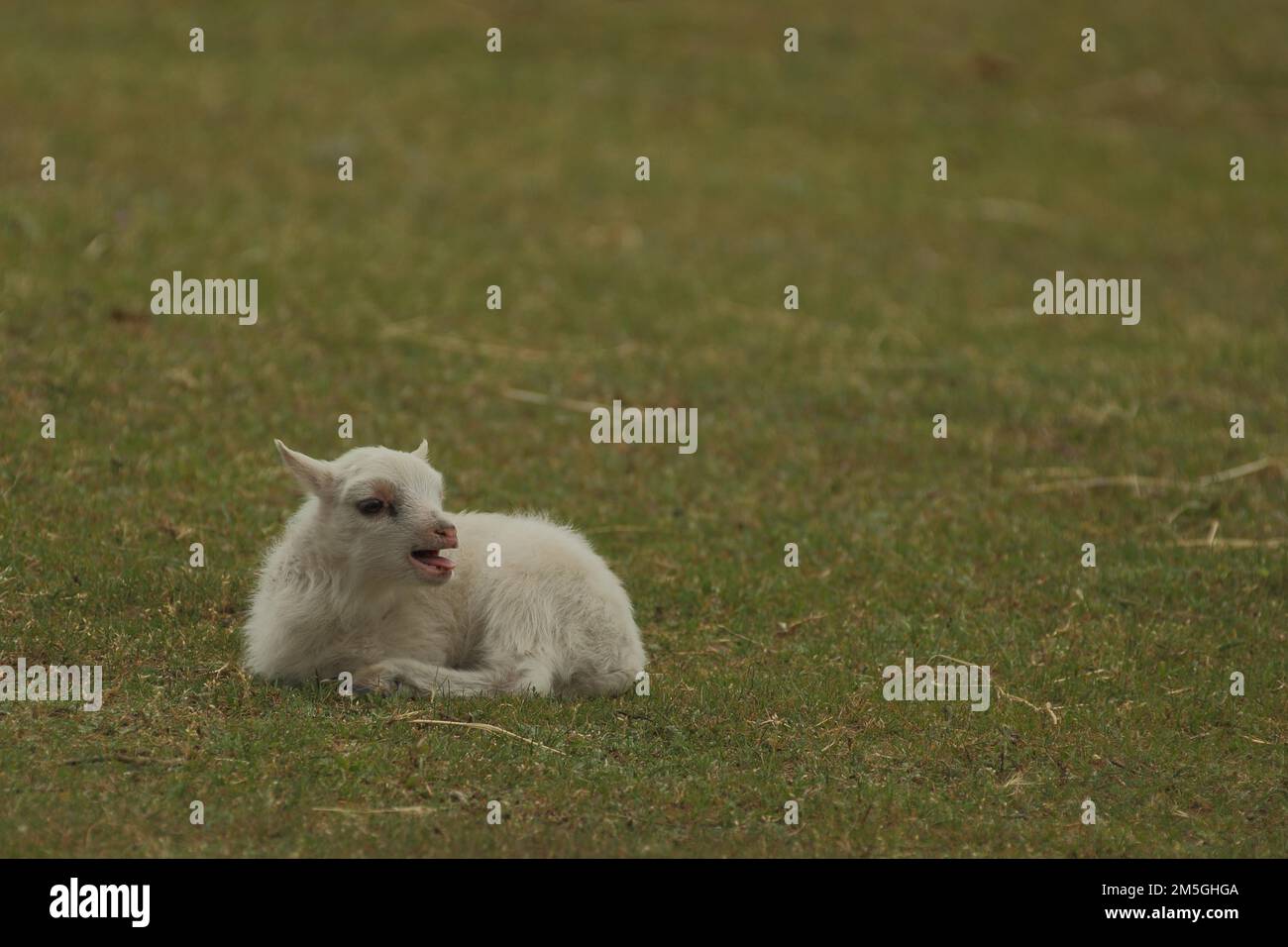 Young domestic sheep (Ovis orientalis aries), lamb, crying, bleating ...
